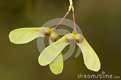 Winged Seeds Stock Photography - Image: 16034652
