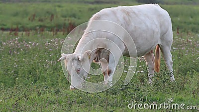 Winking cow stock video. Video of cattle, hungry, field - 36631549