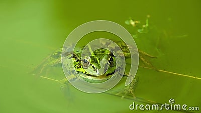 Winking Green Frog Floating In Still Water. Stock Footage - Video of ...