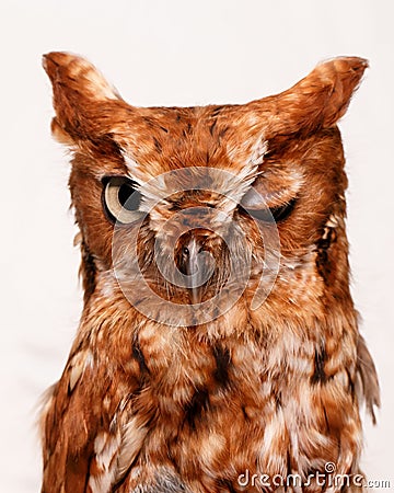 Winking Owl Stock Images - Image: 26956904