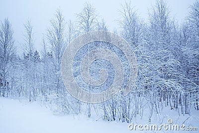 Winter Landscape / Horizontal / Snow Forest Royalty Free Stock Photos ...