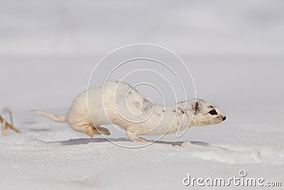 Winter Least Weasel Running In The Snow Stock Photo - Image: 60173922
