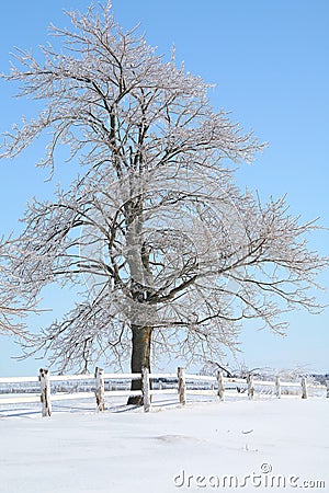 Winter Maple Tree Royalty Free Stock Image - Image: 21449396
