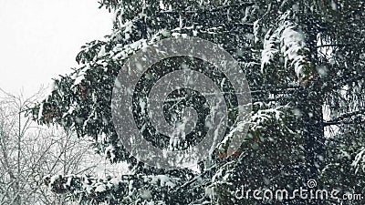 Winter Nature - Pine Branches with Snow Swaying in the Strong Wind. Big ...