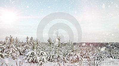 Winter Pine Forest with Falling Snow. Cinemagraph, Snowfall Stock ...