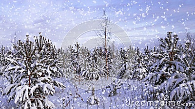 Winter Pine Forest with Falling Snow. Cinemagraph, Video Loop, Snowfall ...