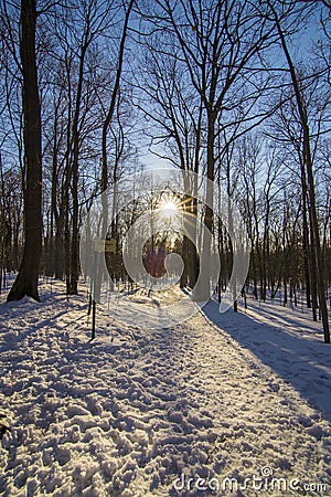 Winter Sugar maple forest - Stock Image - Everypixel