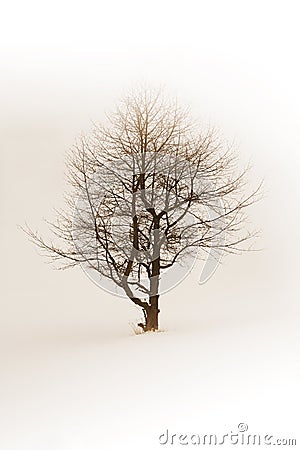 Winter Tree Royalty Free Stock Photography - Image: 9101497