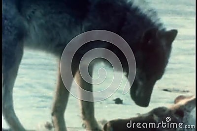 Wolf Eating Caribou Carcass Stock Video - Video of time, dead: 52865787
