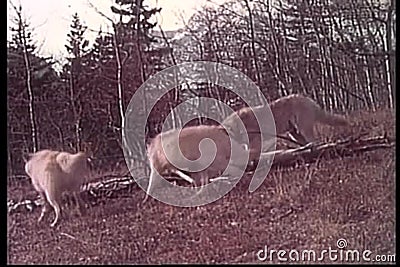 Wolf Eating Prey In Wilderness Stock Footage - Video of kibdone20110414 ...
