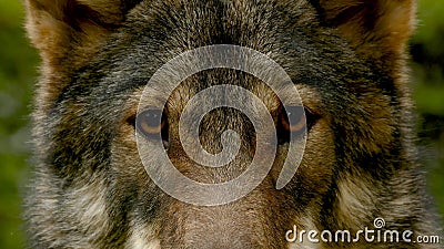 Wolf Face Close Up stock video. Video of nature, looking - 160065937