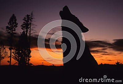 Wolf Howling In Sunset Royalty Free Stock Photos - Image: 10110398