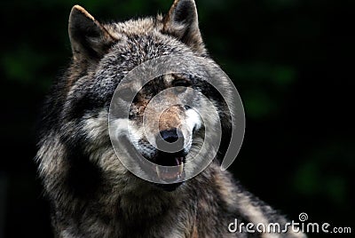 Wolf Leader Stock Photos - Image: 791513