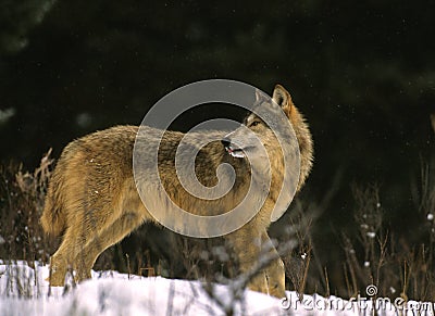 Red Fox Looking Back stock image. Image of mammal, foxes - 9152647