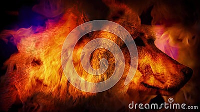 Wolf in Mystic Vision Smoke Stock Video - Video of fire, amazing: 63240393