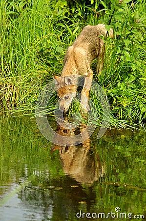 Wolf Pup Drinking Water With Reflections. Royalty Free Stock Image ...
