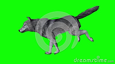 Wolf Running on Green Screen Stock Video - Video of dark, looking ...