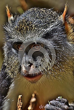 Wolf`s Monkey Cercopithecus Wolfi Stock Image | CartoonDealer.com #97000501