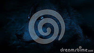 Wolf Side View with Bright Eyes in the Dark Stock Footage - Video of ...