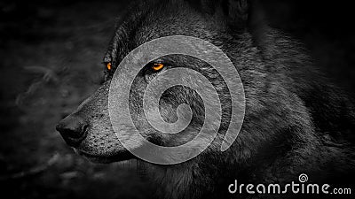 Wolf Side View with Fiery Eyes Abstract Stock Footage - Video of ...