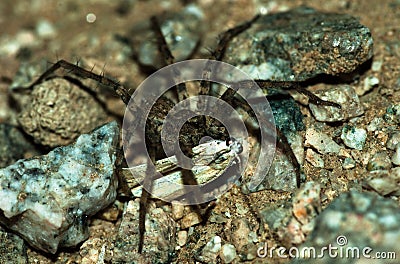Wolf Spider Eating A Moth Stock Photos - Image: 24359203