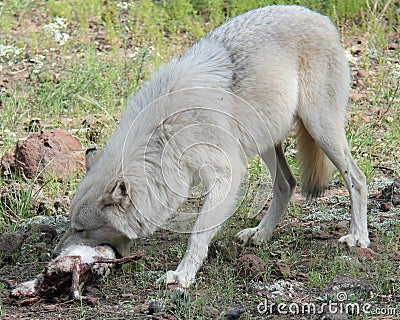 Wolf Standing Eating A Rabbit Royalty Free Stock Photo - Image: 37131645