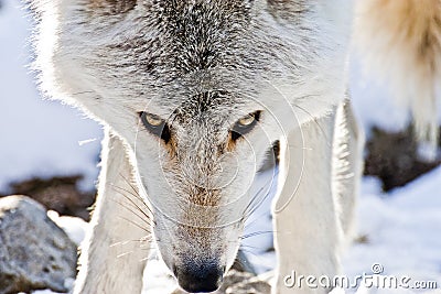 Wolf Stare Stock Photography - Image: 22658122