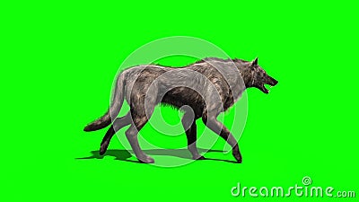 Wolf Walk-cycle Green Screen Side 3D Rendering Animation Stock Footage ...