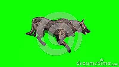 Wolf Walk Cycle Green Screen Top 3D Rendering Animation Stock Video ...