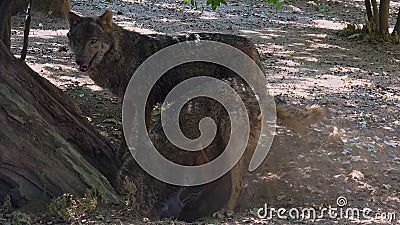Wolves Digging at the Root of a Tree, with the Mating Ritual Stock ...