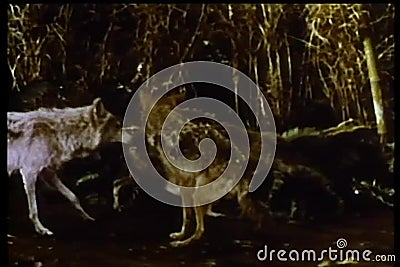 Wolves Play Fighting in Jungle Stock Footage - Video of color, real ...