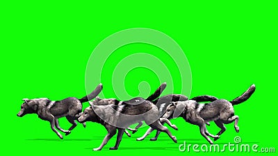 Wolves Running on Green Screen Stock Footage - Video of motion, animal ...