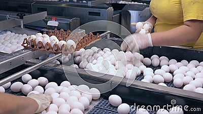 Female Working on Eggs Factory Stock Video - Video of manufacturing ...