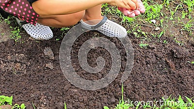 Woman Planting Organic Corn in Home Garden Stock Footage - Video of ...