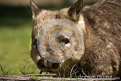 Wombat Royalty Free Stock Photos - Image: 12674358