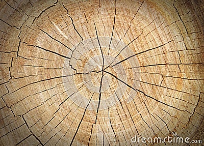 Wood Texture Of Cutted Tree Trunk Stock Photo - Image: 40598410
