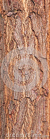 Wood Texture Design Of Neem Tree Tree Design Royalty-Free Stock ...