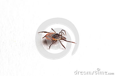 Wood Tick, Ixodes Ricinus, Specimen - Angled Side View, Isolated On ...