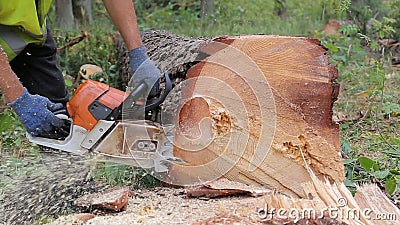 A Pine Tree Falls after Being Cut. a Lumberjack Cuts Pine Wood Stock ...
