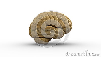 Wooden Brain. Loop. Rotation. Spinning Brain Stock Video - Video of ...