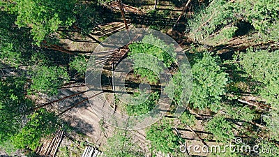 Woods Harvesting Site in a View from Above. Forest, Tree Logging ...