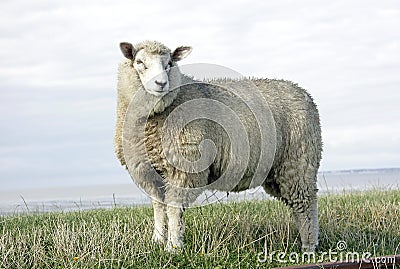 Wool Sheep Royalty Free Stock Photo - Image: 11171865