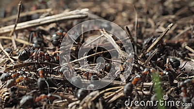 The Work and Life of Ants in an Anthill Stock Footage - Video of group ...