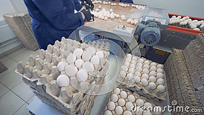 Worker Packing Fresh Eggs in the Egg Sorting Factory. Stock Video ...