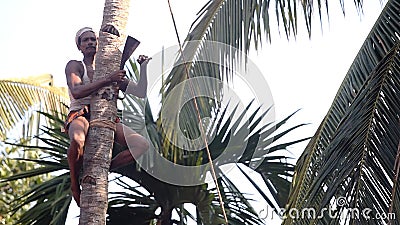 Worker Fixed with Rope Cuts Palm Tree Top with Huge Machete Stock ...
