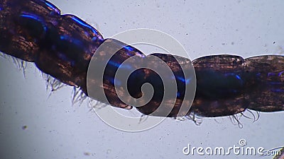 Worm Mosquito Chaoborus Close-up in Microscope Stock Footage - Video of ...