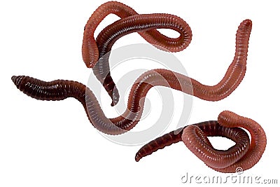Worms Stock Photo - Image: 444790