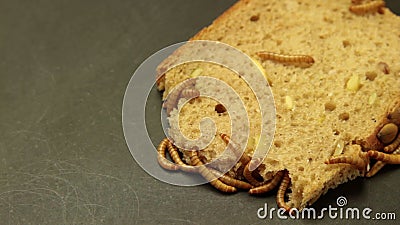 Worms Eating Bread on Grunge Background Stock Video - Video of dolly ...