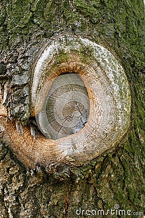 Wound On A Tree Royalty-Free Stock Photography | CartoonDealer.com #7108559