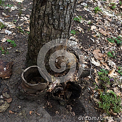 Wrecked Triple Trunk. Unusual Old Tree. Royalty-Free Stock Image ...